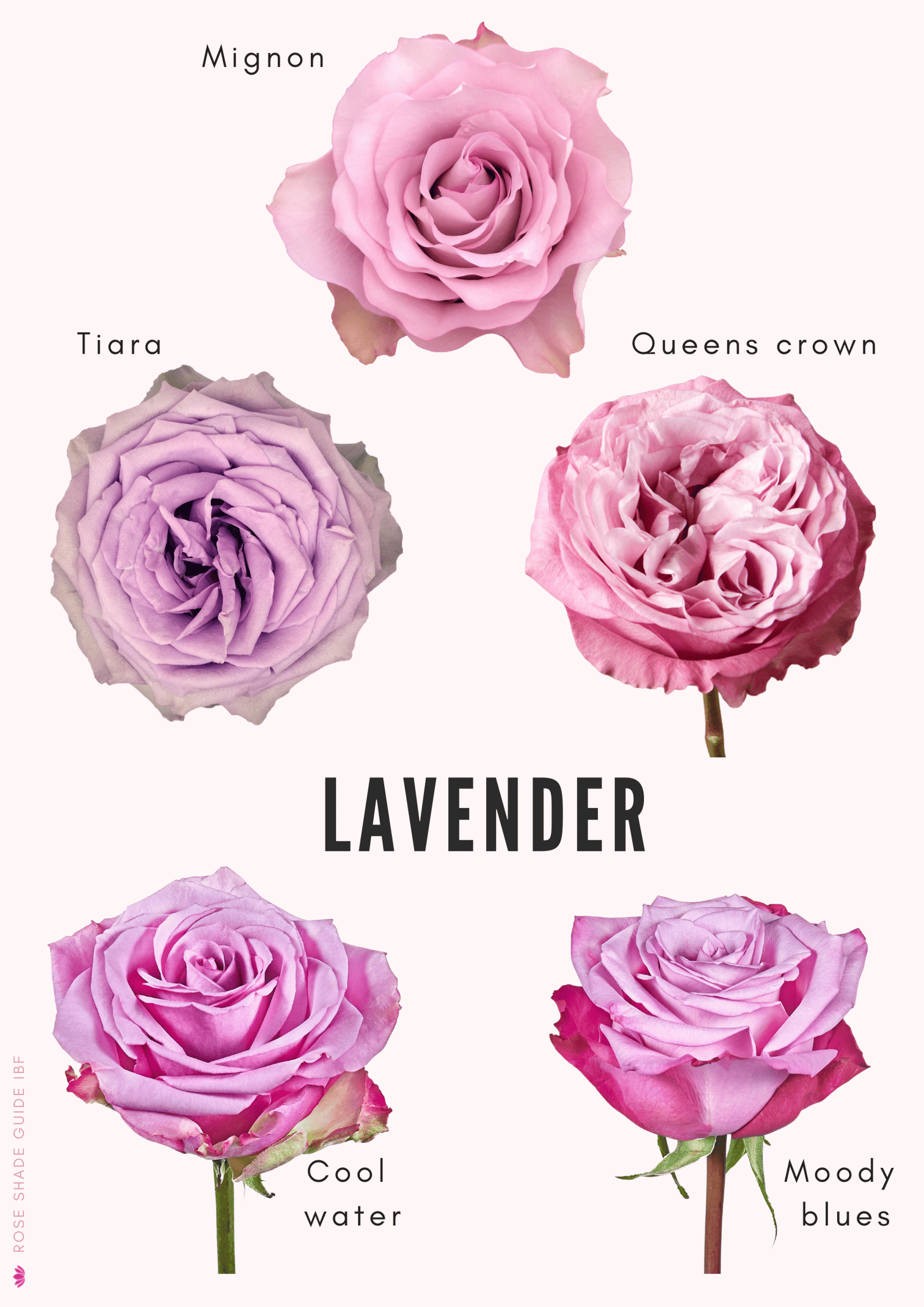 Rose color shades & substitutes