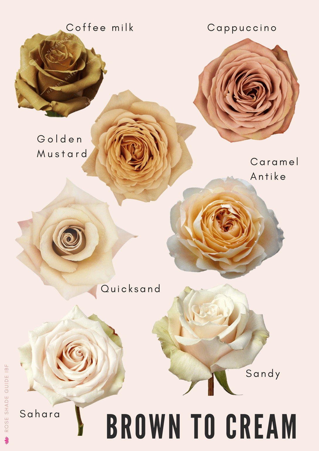 Rose color shades & substitutes