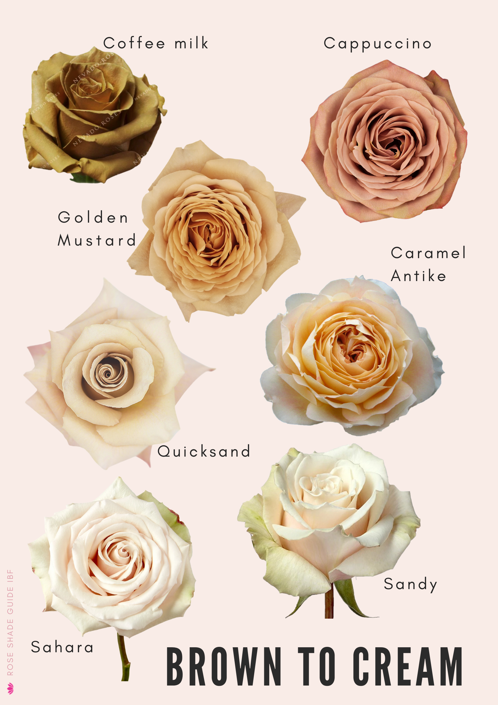 Rose color shades & substitutes