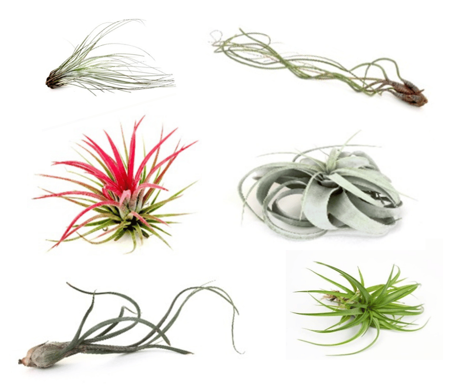 How to care for your plant assortment a guide and explanation!
