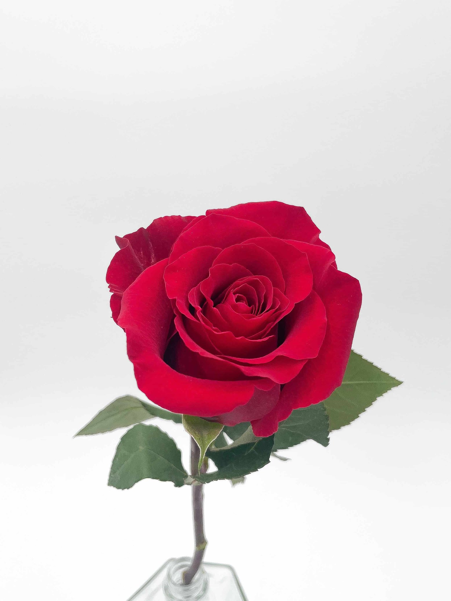 The Best Red Roses: A Guide To The Top Varieties