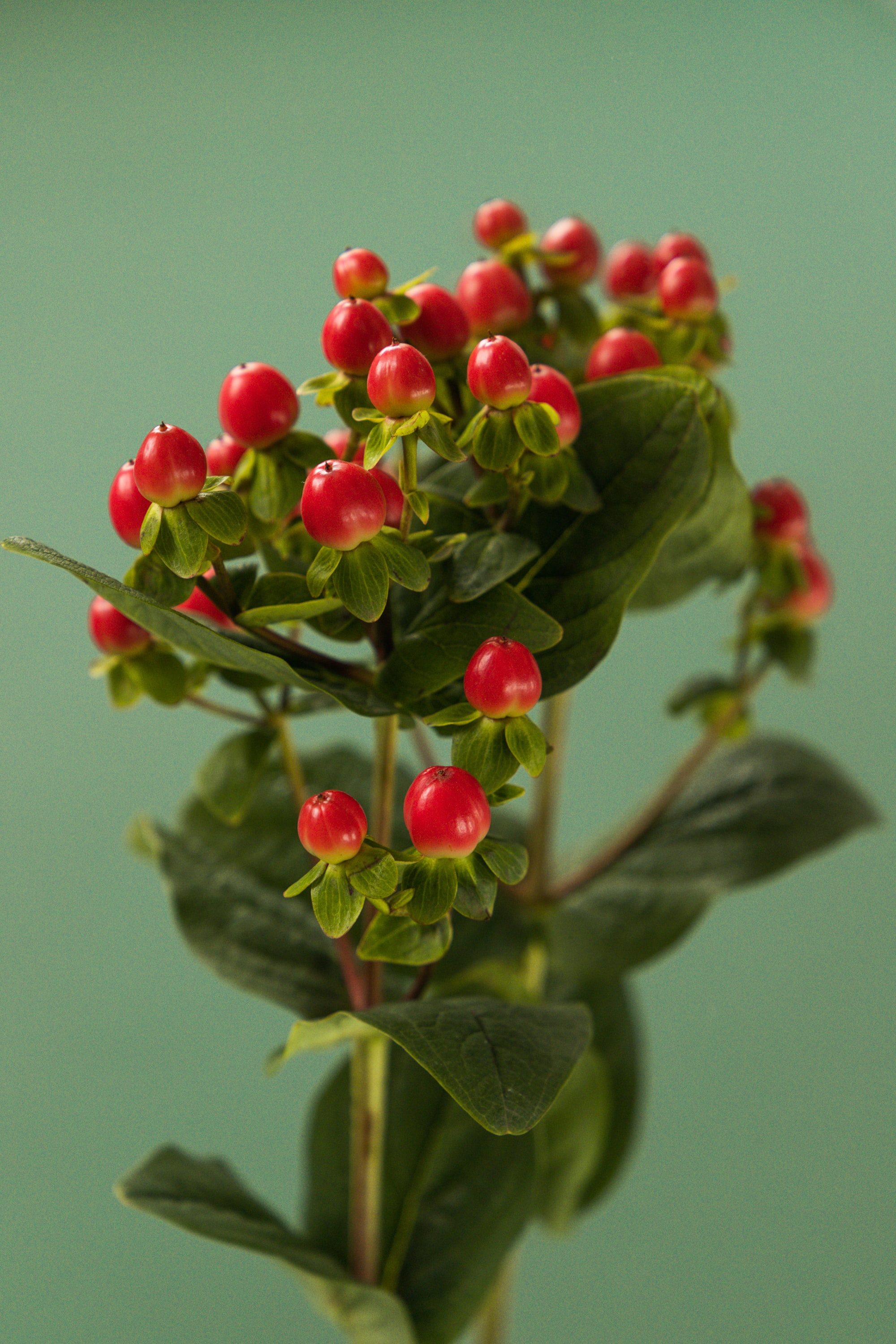Hypericum at Christmas