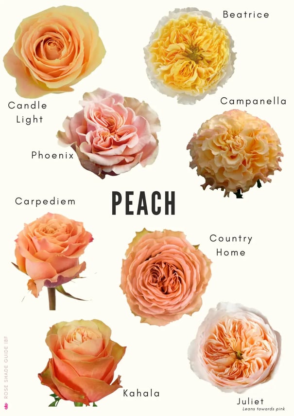 Peach Rose Varieties Amore Roses | Sandra's Garden
