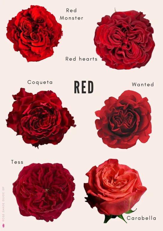 Rose color shades & substitutes